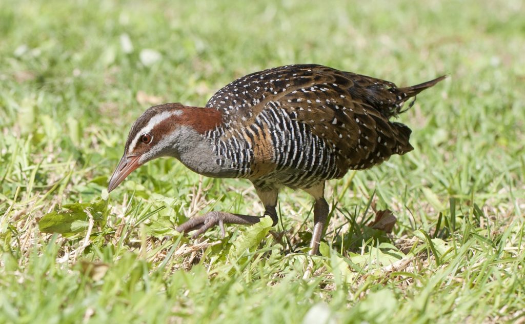 The Banded Rail – Trove