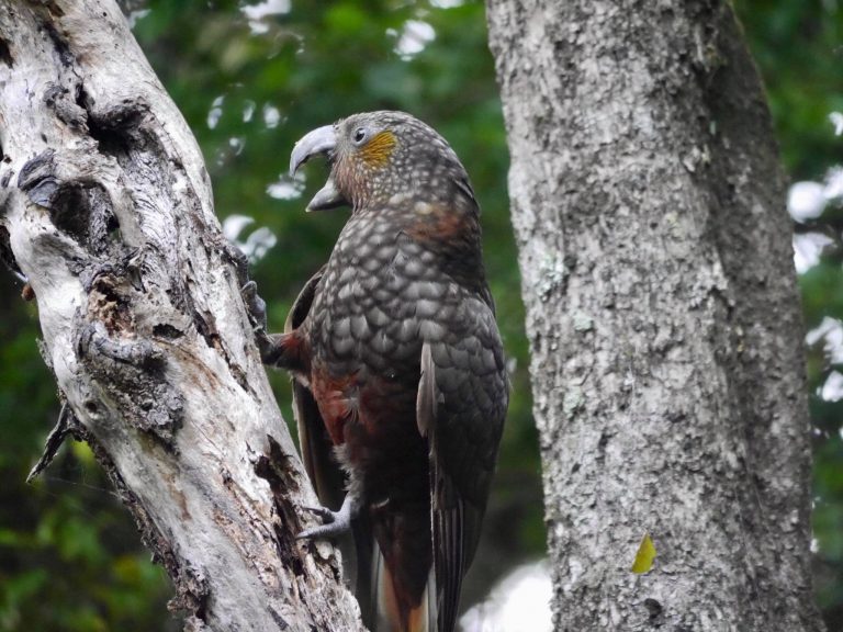 Kākā resources for youth… – Trove
